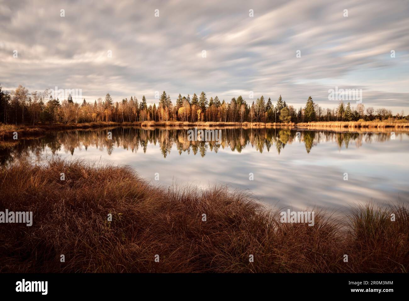 Wildlife sanctuary Wurzach Marsh, moor area, Bad Wurzach, rural ...