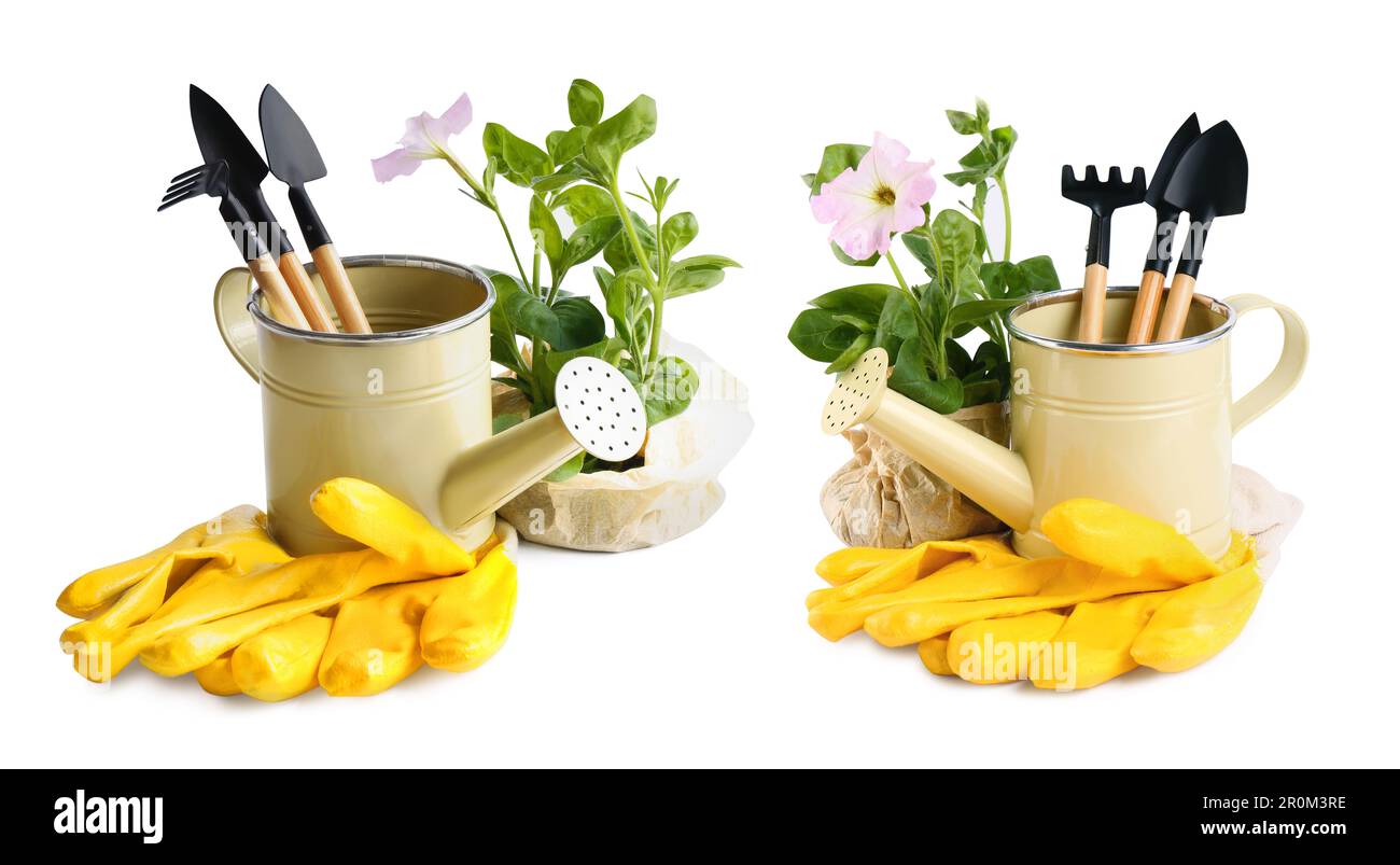 Watering cans, flowers and different gardening tools on white ...