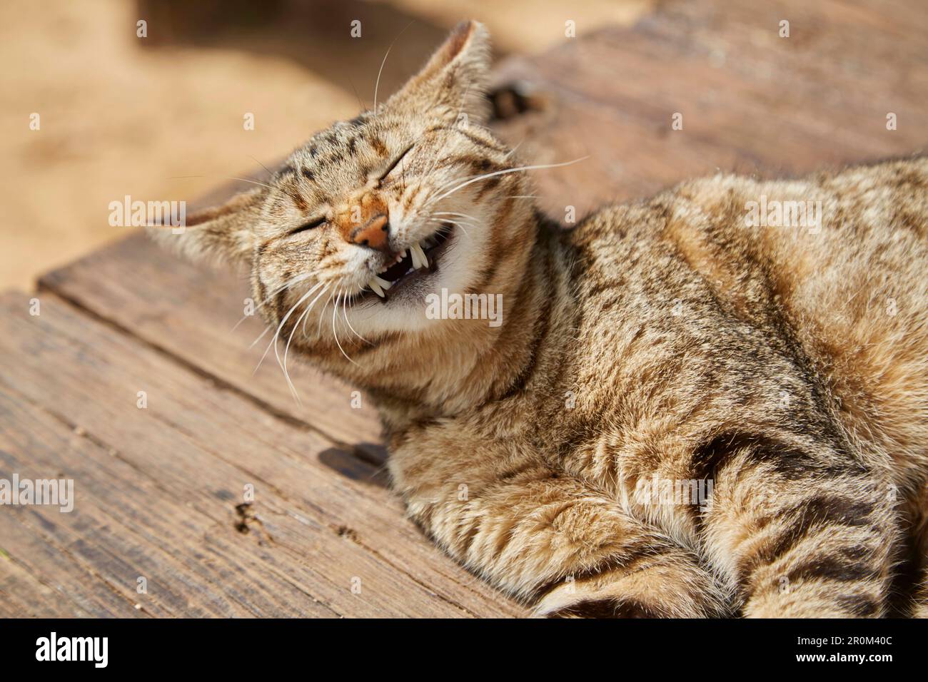 Cat, Praia da Marinha beach near Carvoeiro, Atlantic Ocean, District ...