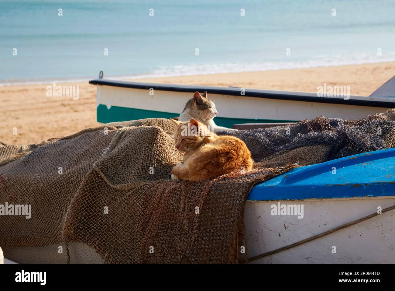 Cats on a fishing boat at the beach of Salema, Parque Natural do ...