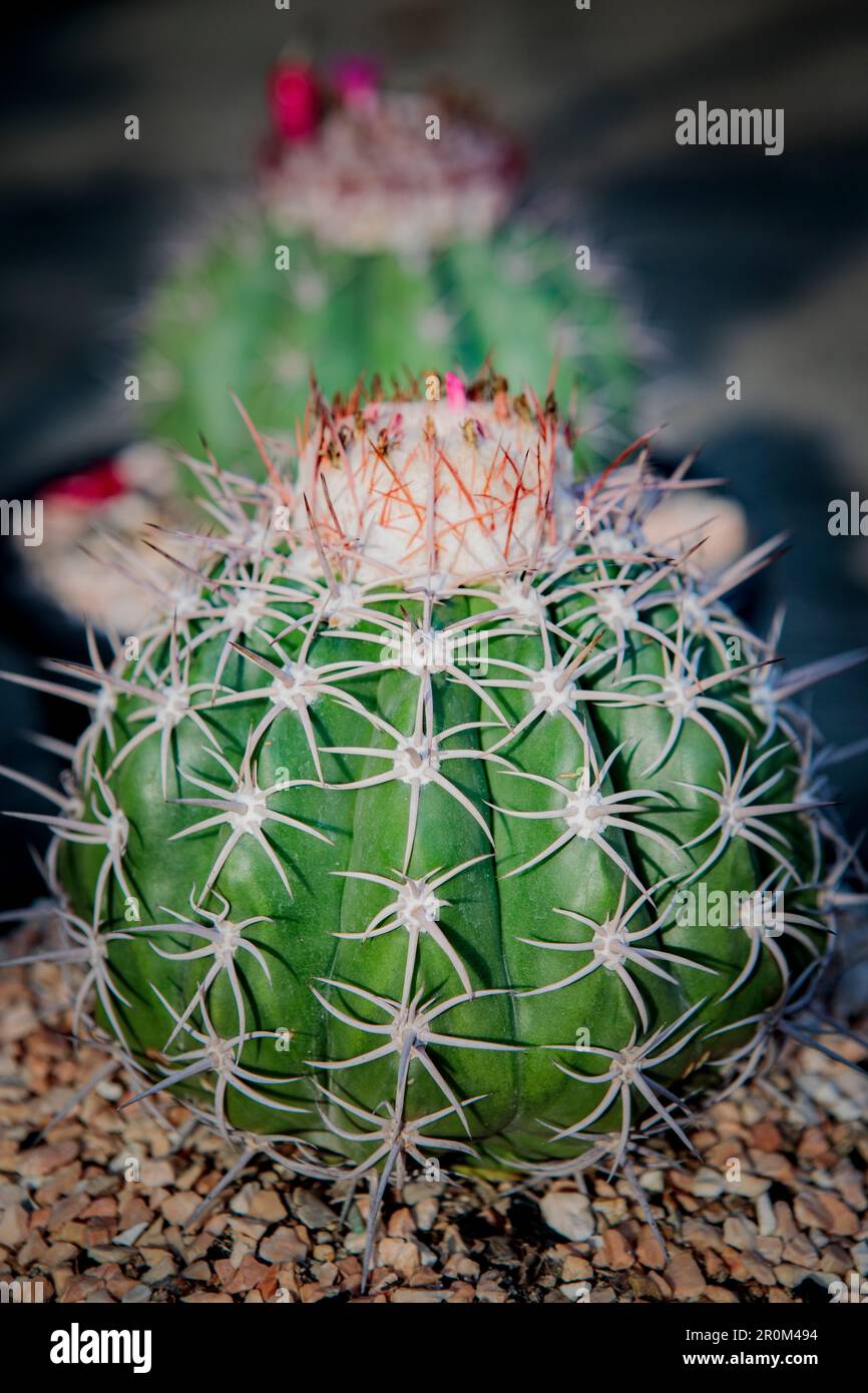 Melocactus pot hi-res stock photography and images - Alamy