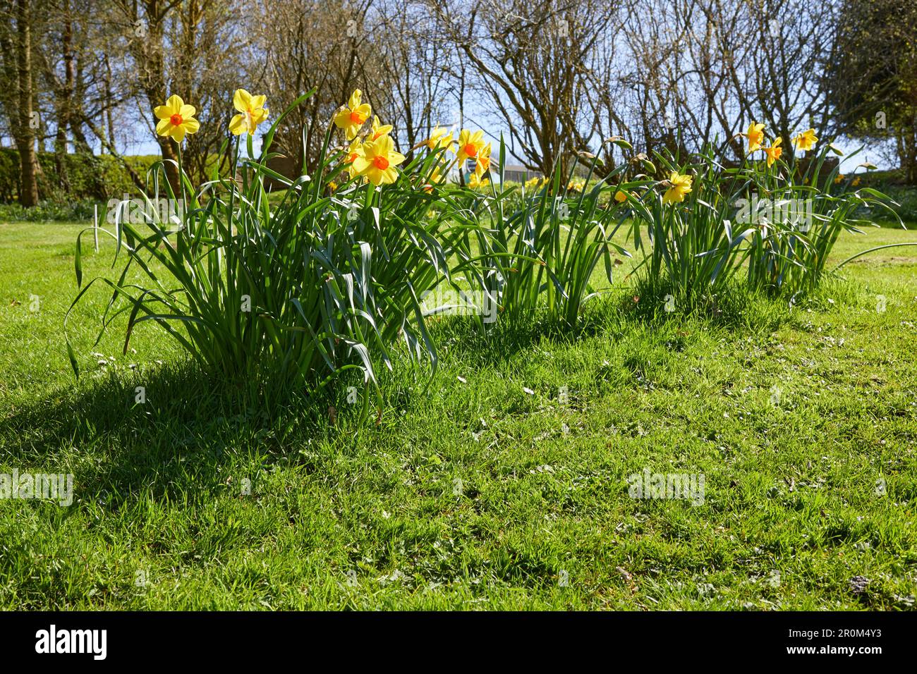Daffodils on moorland hi-res stock photography and images - Alamy
