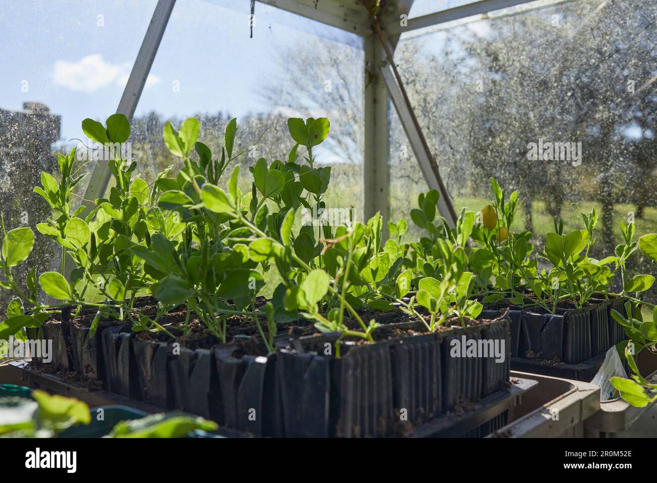 Sweet pea seedlings in the unheated moorland greenhouse are ready for ...