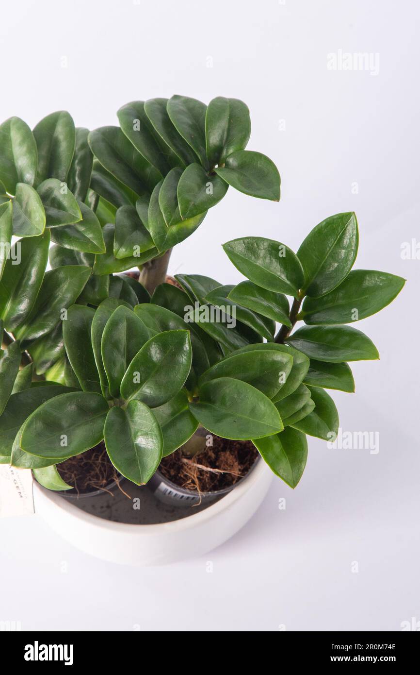 Auspicious pot hi-res stock photography and images - Alamy