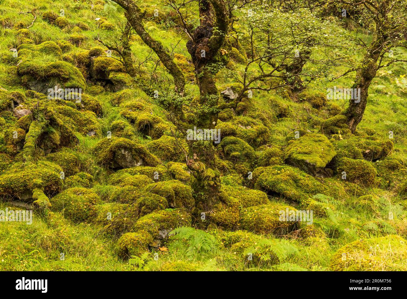 Moss and trees, Inverpolly Nature Reserve, Highlands, Scotland, UK ...