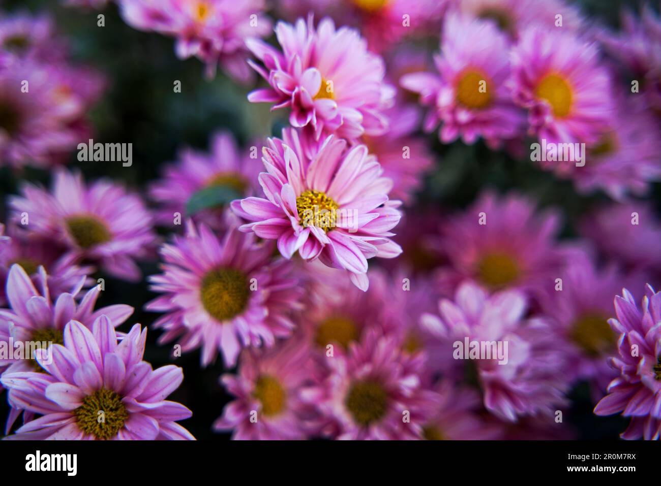 Featuring delicate pink flowers hi-res stock photography and images - Alamy