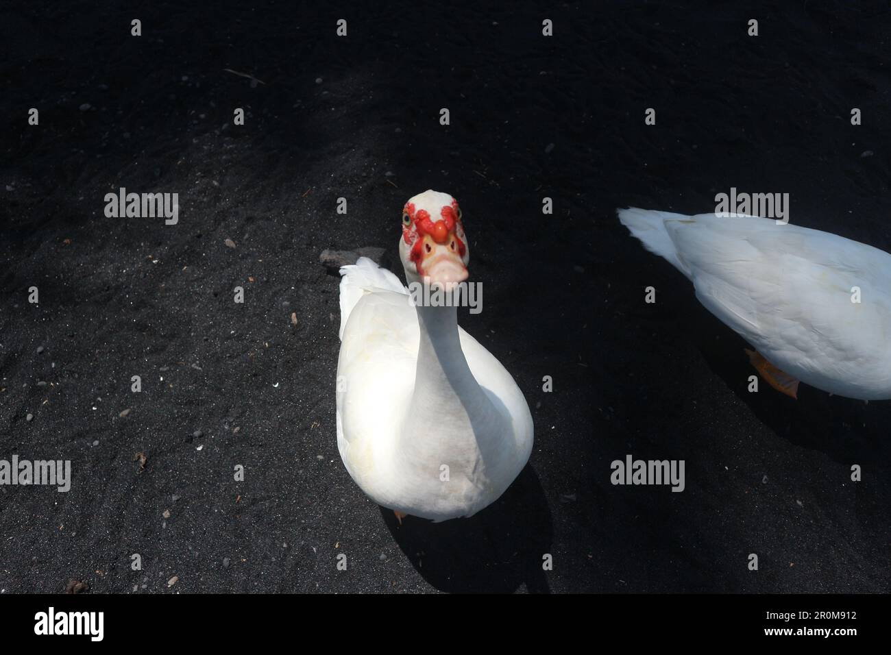 Hawaii pato hi-res stock photography and images - Alamy