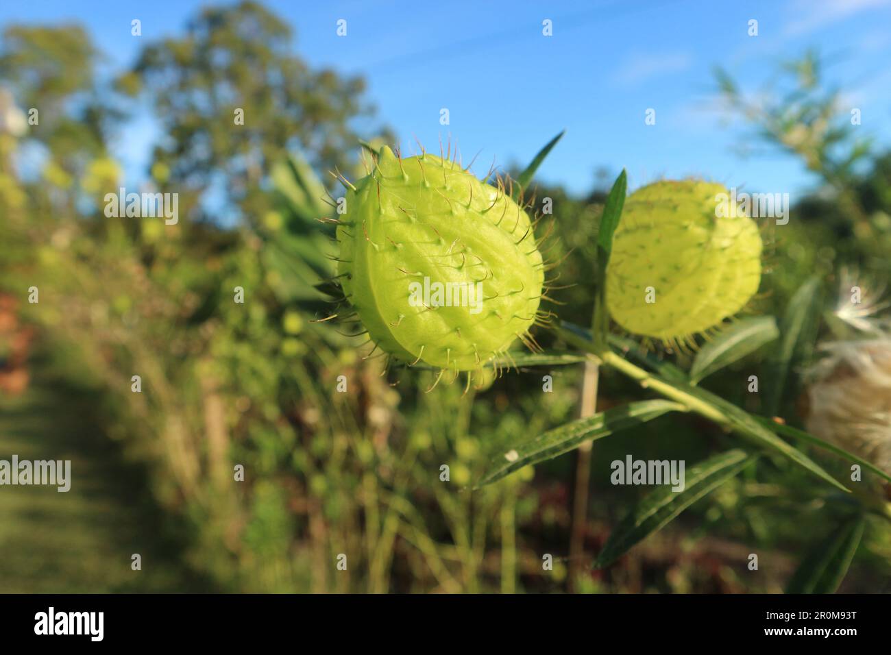 BALLOON PLANT / BALLOON COTTON-BUSH / HAWAIIAN PLANTS / MONARCH ...