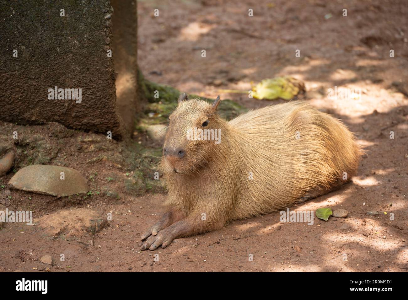 Capybara (Hydrochoerus hydrochaeris) in the zoo Stock Photo - Alamy