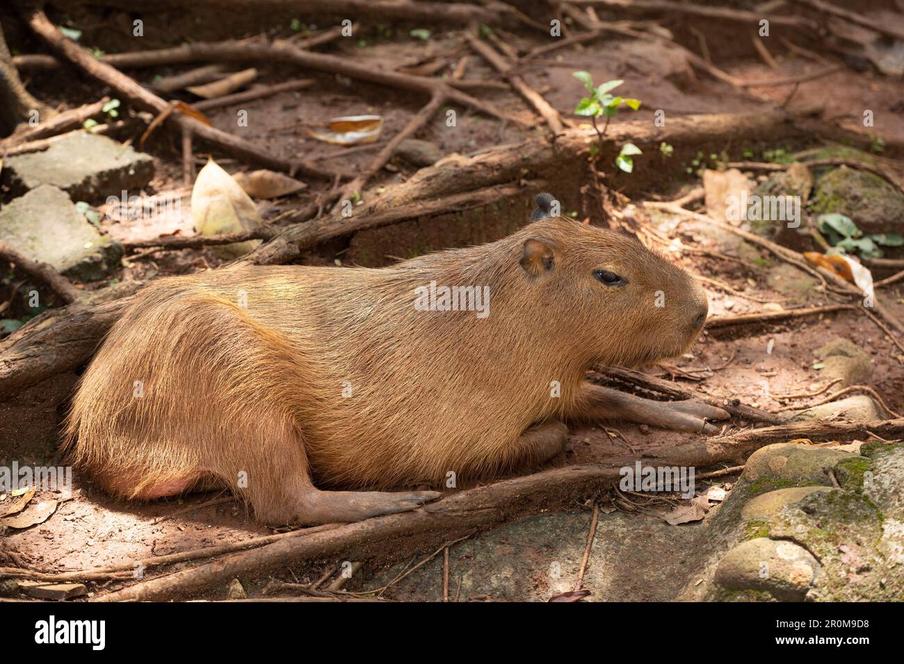 Capybara (Hydrochoerus hydrochaeris) in the zoo Stock Photo - Alamy