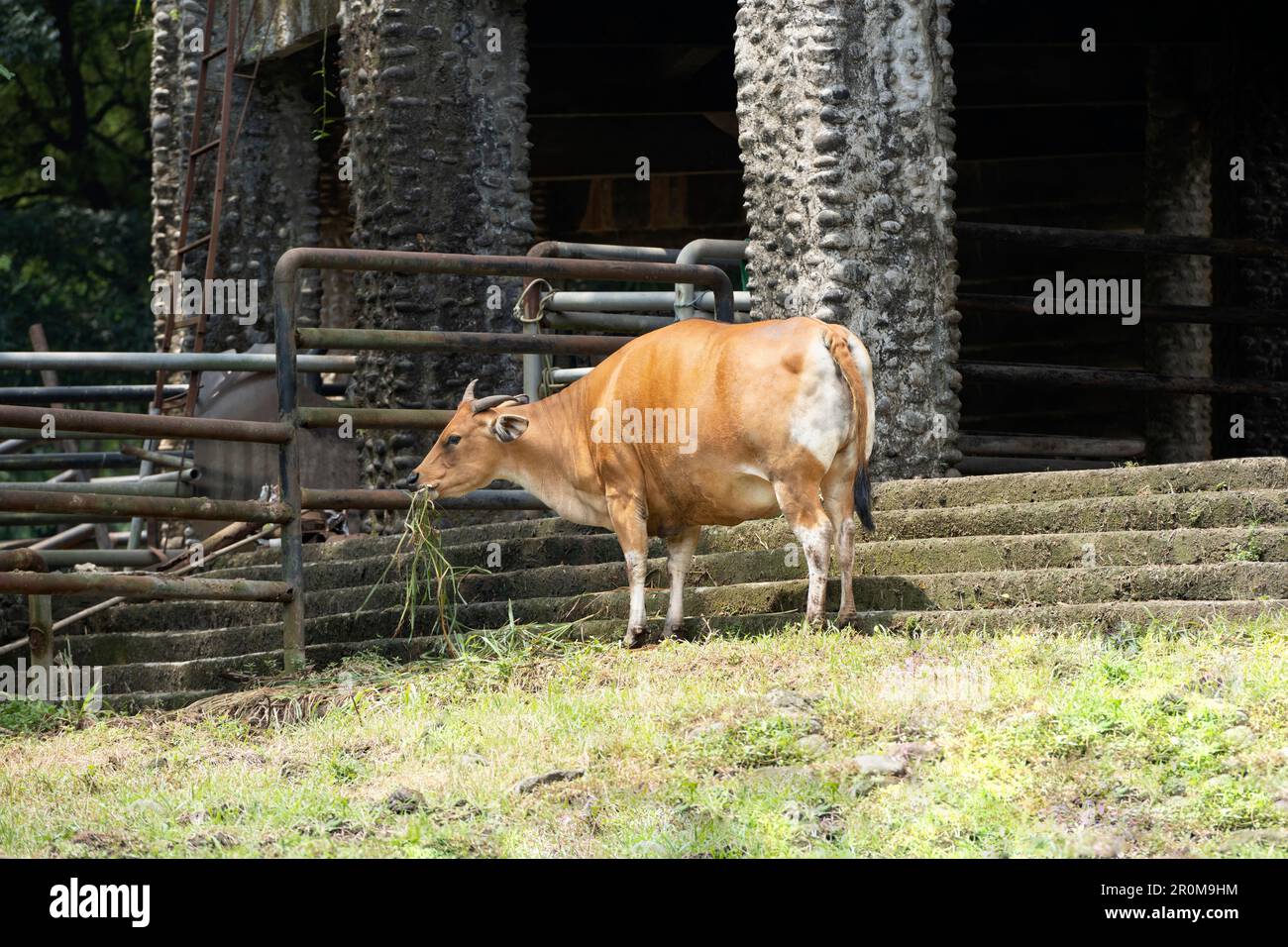 Indonesian buffalo inside the cage in the zoo Stock Photo - Alamy