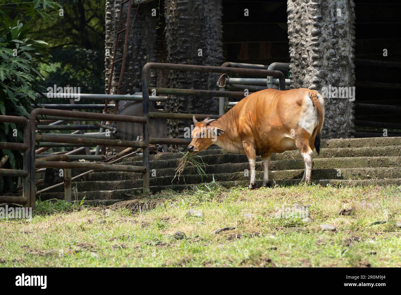 Indonesian buffalo inside the cage in the zoo Stock Photo - Alamy