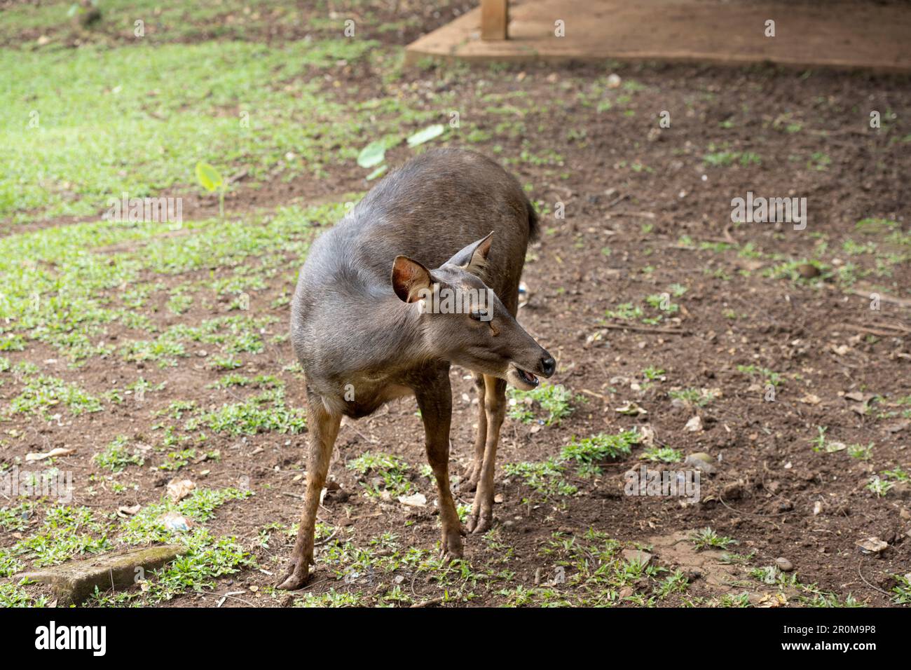 Indonesian deer inside the cage in the zoo Stock Photo - Alamy