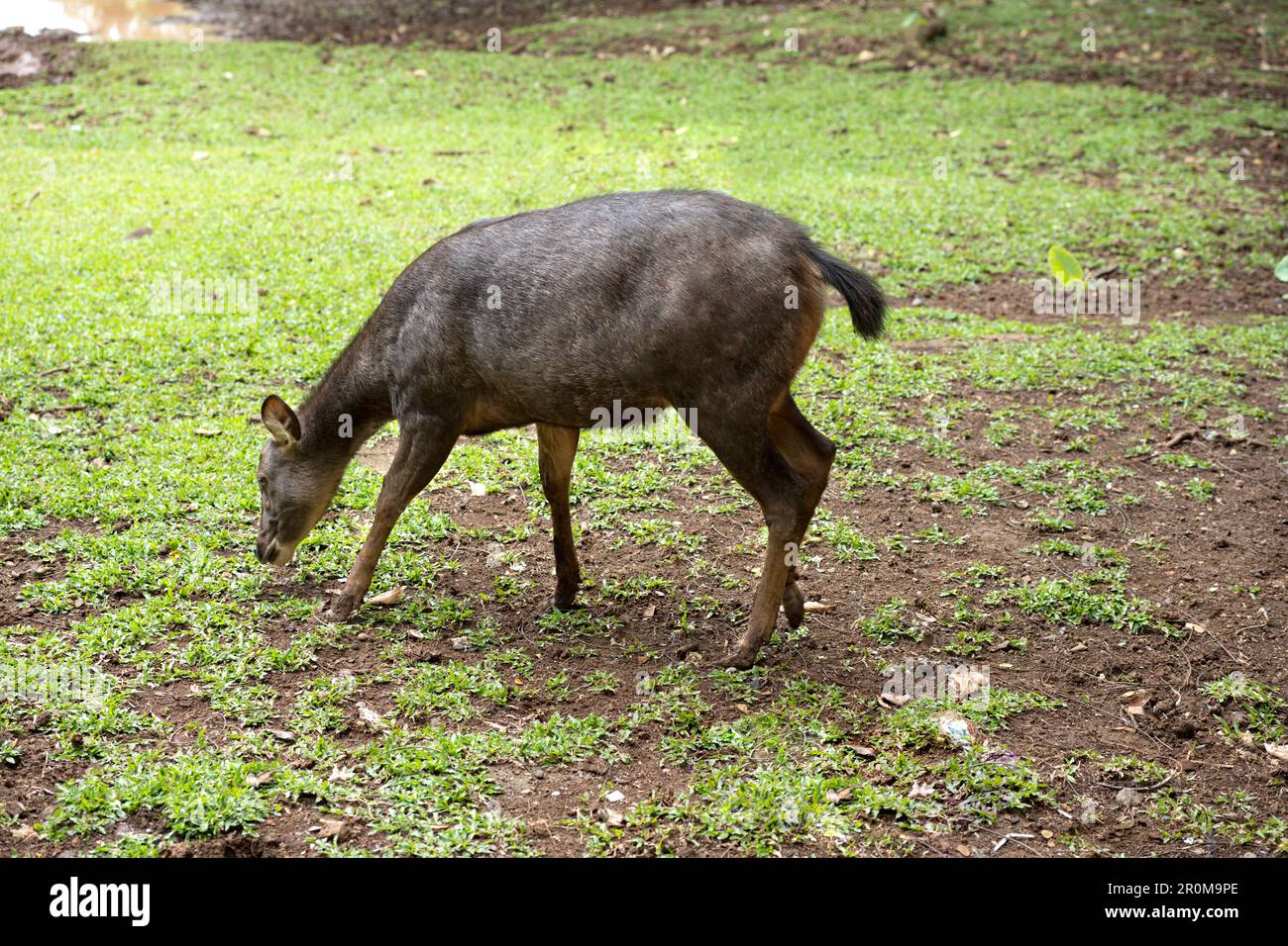 Indonesian deer inside the cage in the zoo Stock Photo - Alamy