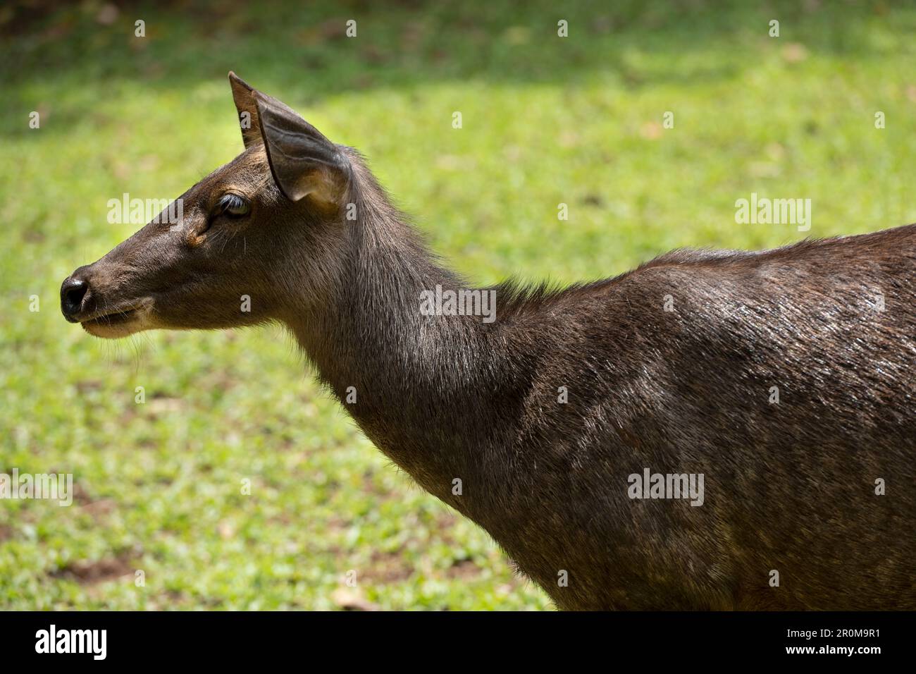 Indonesian deer inside the cage in the zoo Stock Photo - Alamy