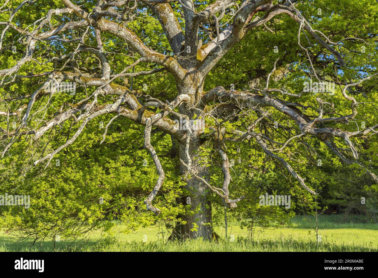 Oak tree in Bernrieder Park, Bernried, Upper Bavaria, Bavaria, Germany ...