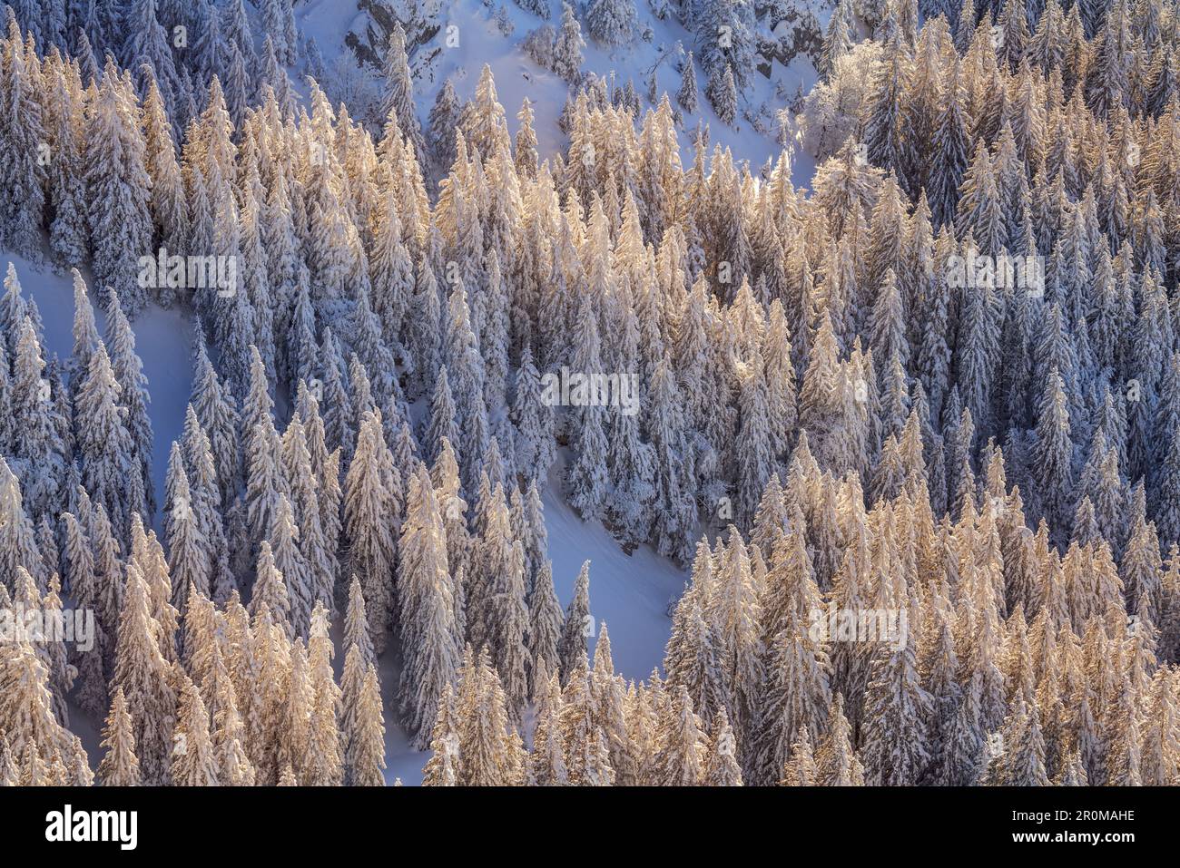 Winter forest below the Wendelstein (1838 m), Mangfallgebirge ...