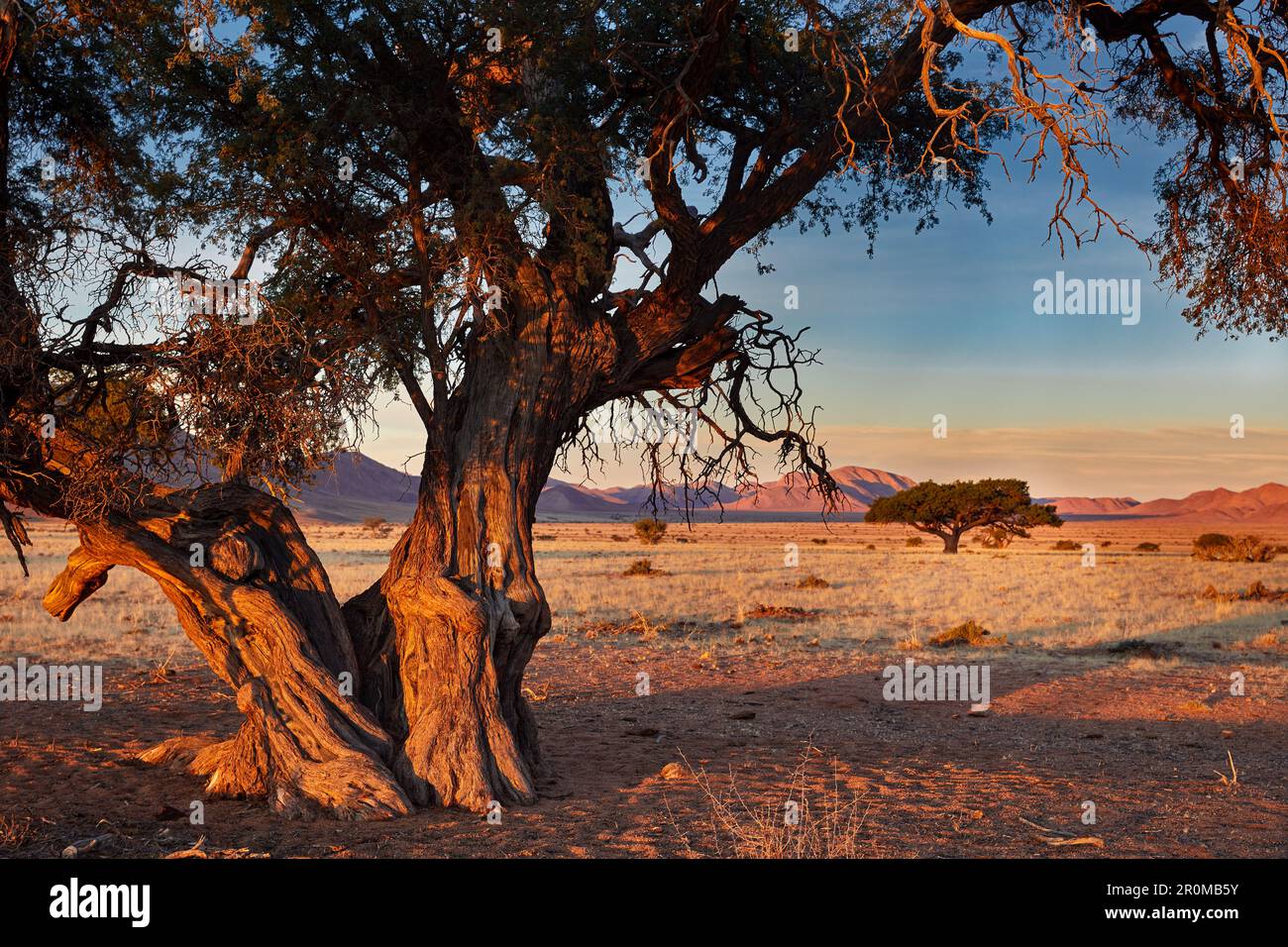Camelthorn acacia in the Tiras Mountains on the edge of the Namib ...