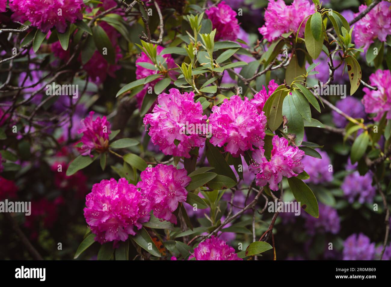 Large bush blooming rhododendron in the botanical garden. Lots of pink ...
