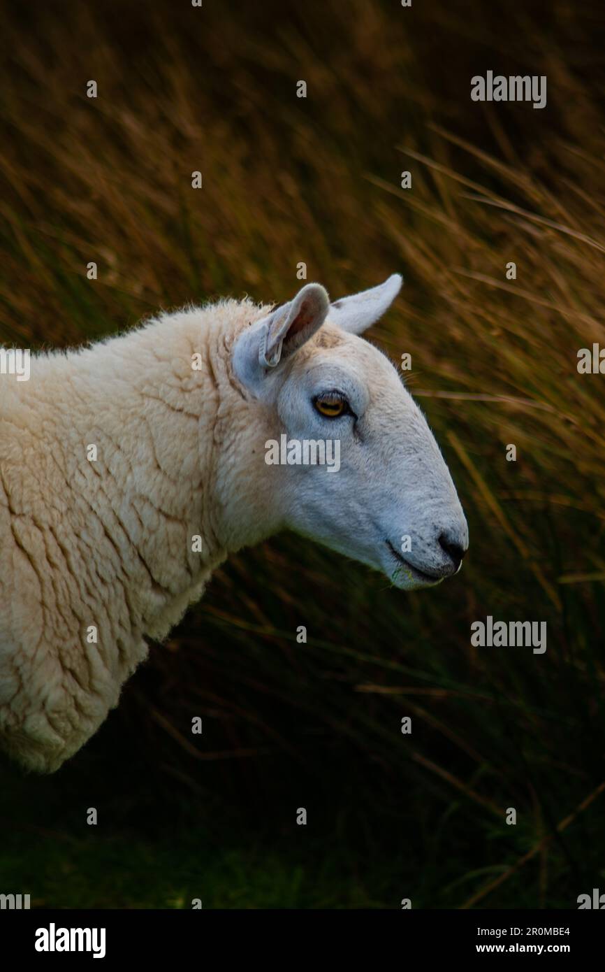 A white sheep standing in a grassy meadow with a blurred background ...