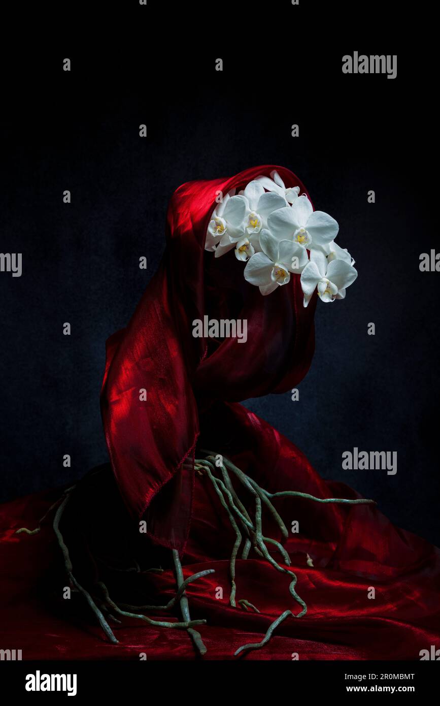 White Orchid wrapped in red silk Stock Photo - Alamy
