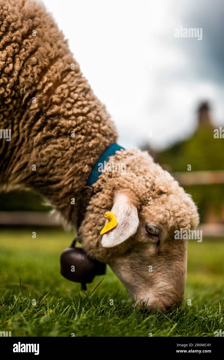 A white and grey sheep on a lush green field, grazing on the grass with ...