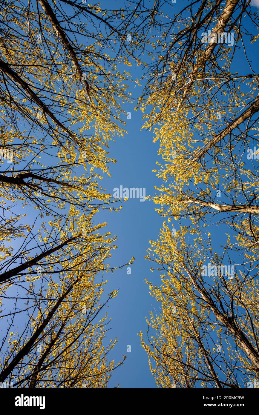 Canopy tree trees hi-res stock photography and images - Alamy
