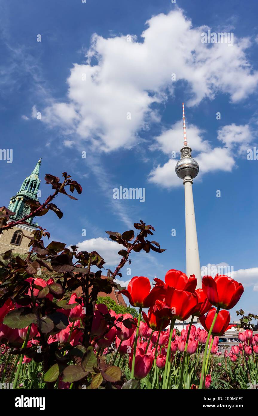 The Fernsehturm Alex with blooming tulips in spring, Berlin, Germany ...