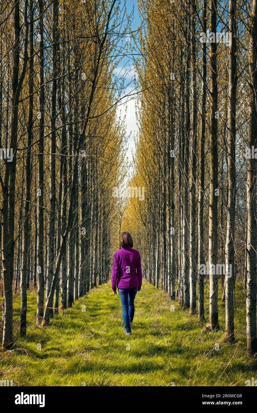 The avenue of trees hi-res stock photography and images - Alamy