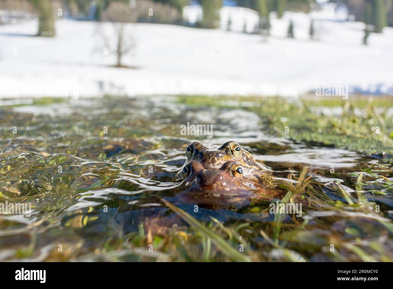 Toads migrate across the snow in Oberallgäu to their spawning grounds ...