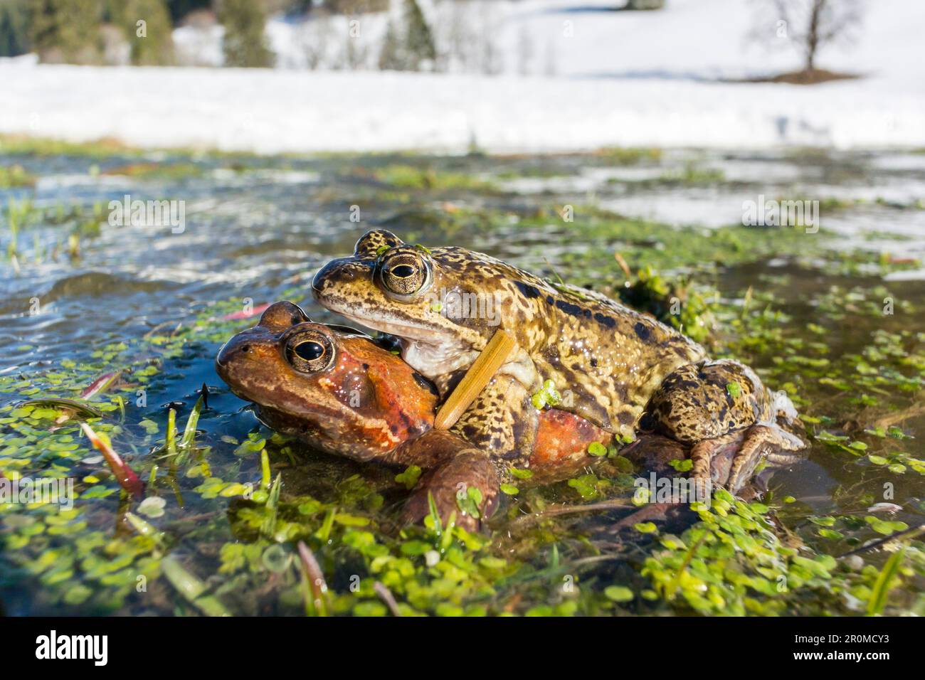 Toads migrate across the snow in Oberallgäu to their spawning grounds ...
