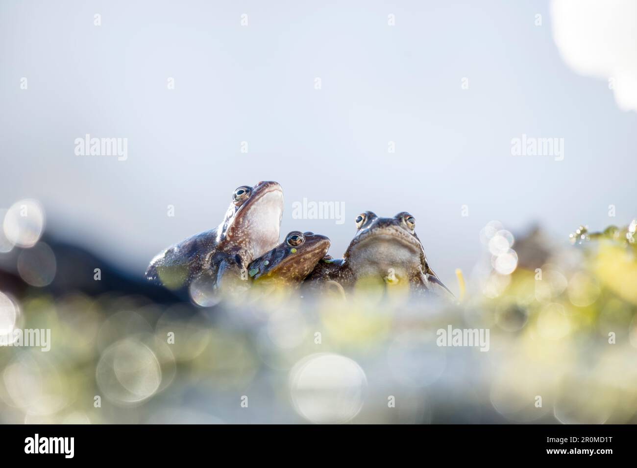 Toads migrate across the snow in Oberallgäu to their spawning grounds ...