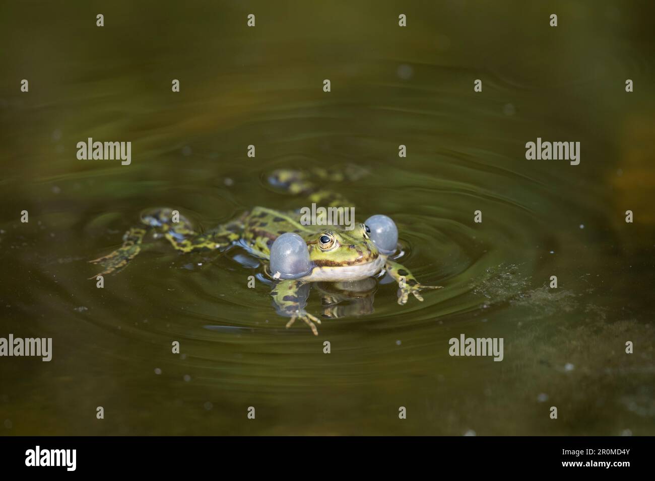 Male pond frog in the UNESCO Biosphere Reserve Spreewald in Brandenburg ...