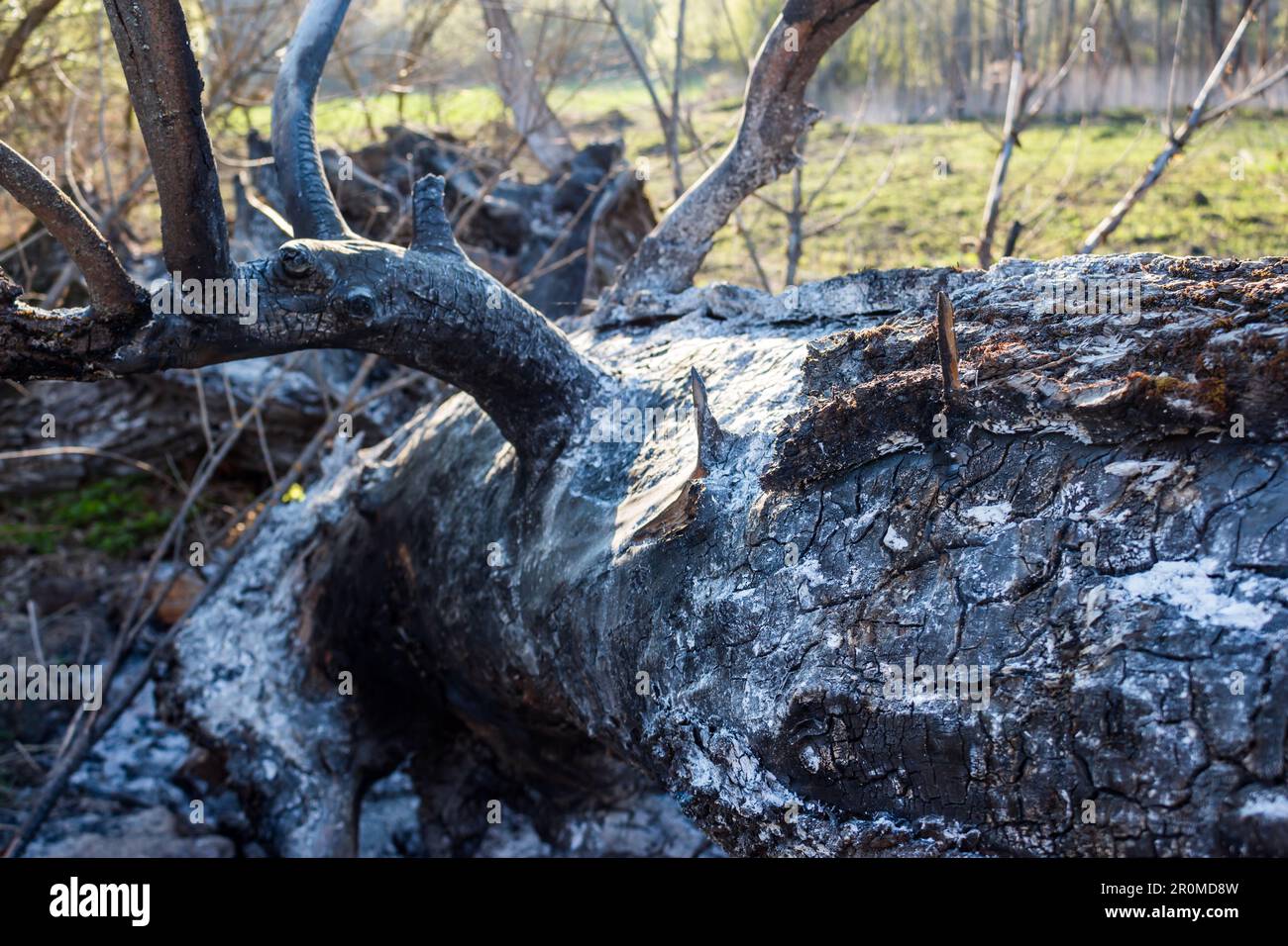 Burnt and charred fallen old big tree after a fire Stock Photo - Alamy