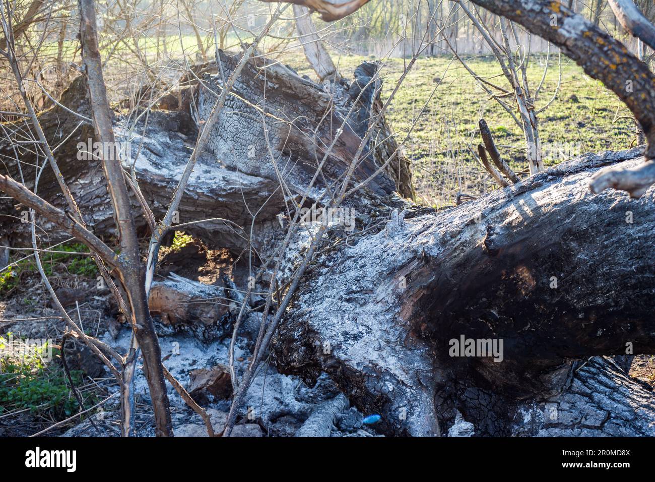 Burnt and charred fallen old big tree after a fire Stock Photo - Alamy