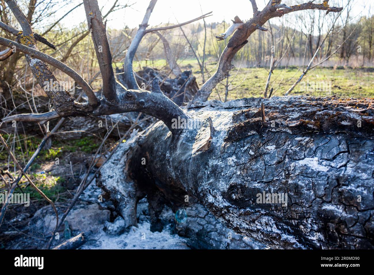 Burnt and charred fallen old big tree after a fire Stock Photo - Alamy