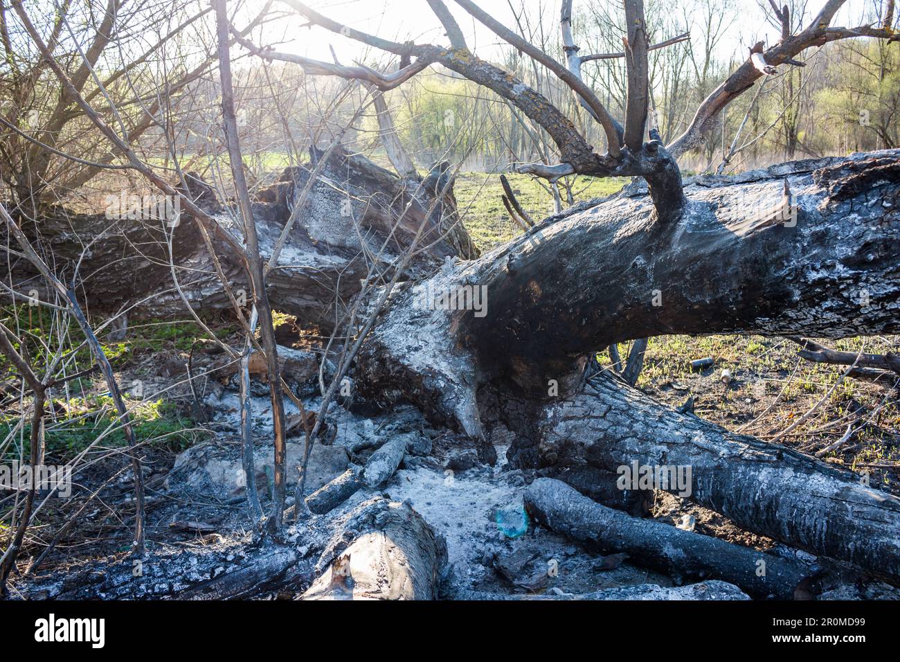 Burnt and charred fallen old big tree after a fire Stock Photo - Alamy