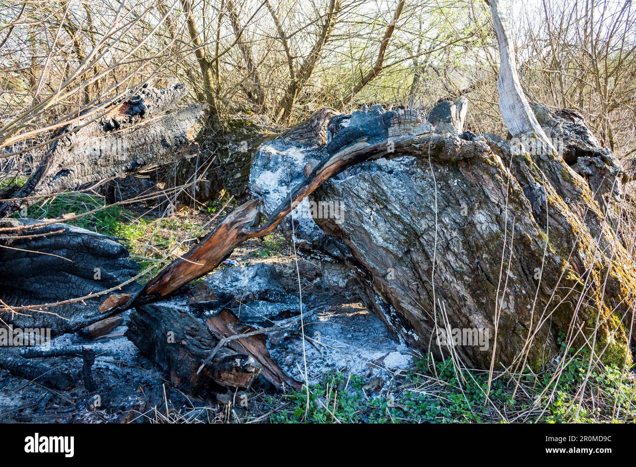 Burnt and charred fallen old big tree after a fire Stock Photo - Alamy
