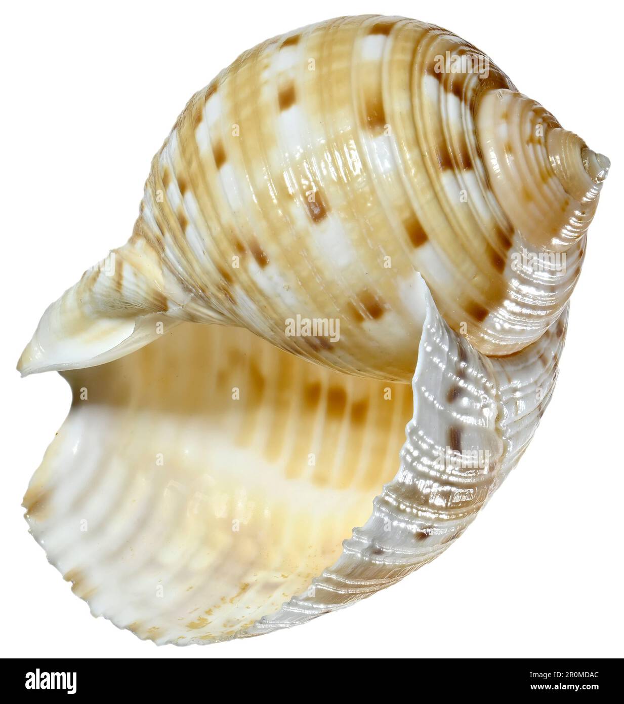 Chinese Tun shell (Tonna chinensis) c6cm. Region: Indo-Pacific Stock ...