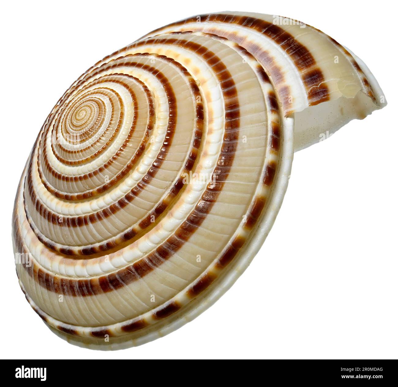 Clear Sundial shell (Architectonica perspectiva) c5cm. Region: Indo ...