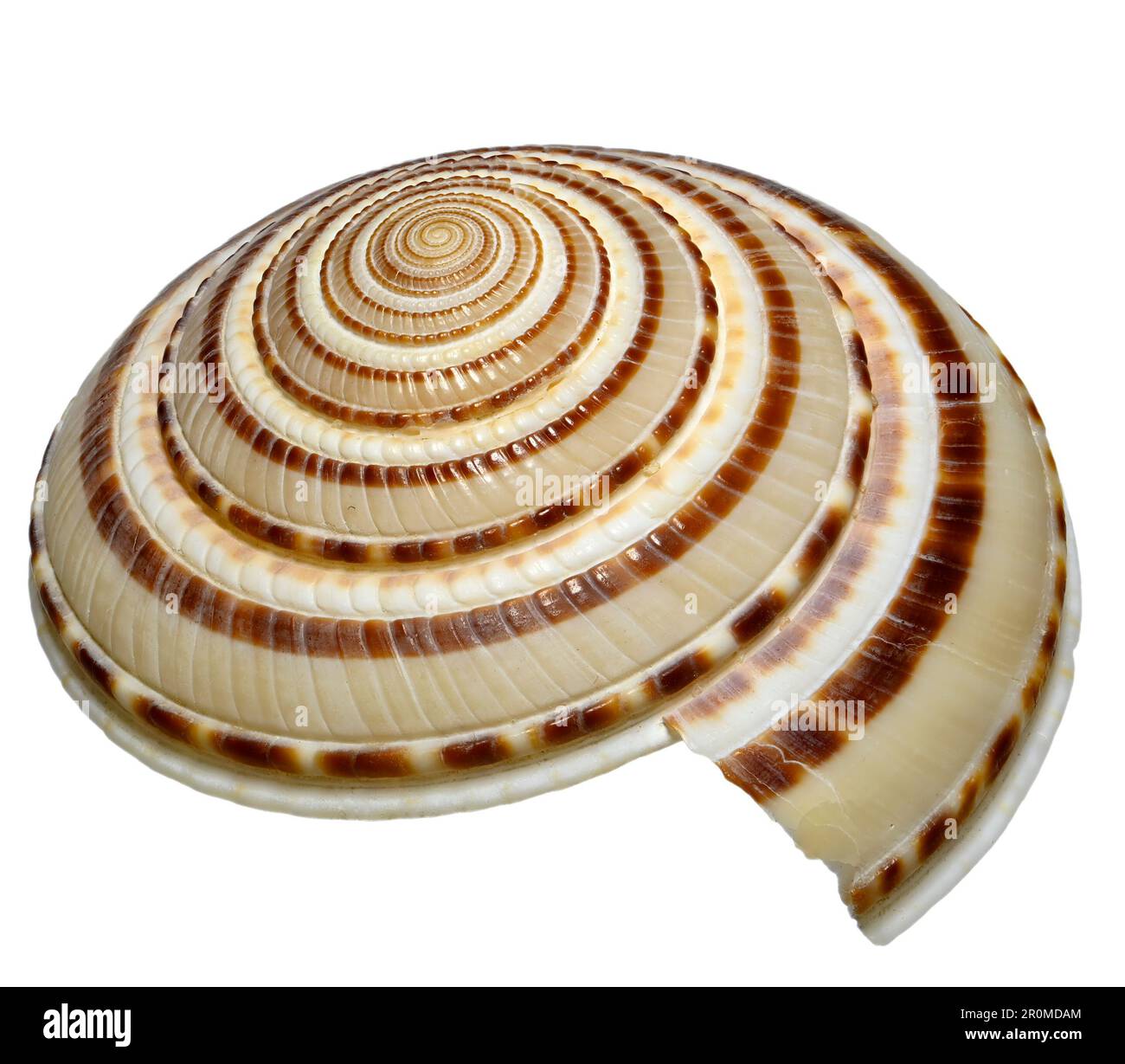 Clear Sundial shell (Architectonica perspectiva) c5cm. Region: Indo ...