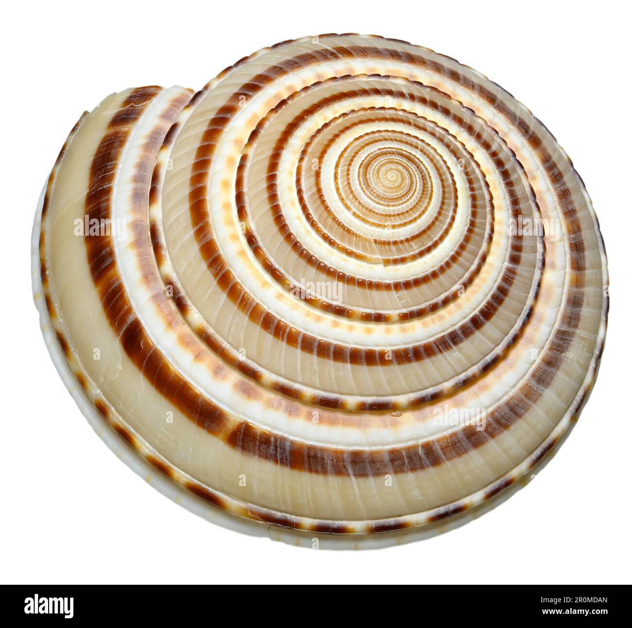 Clear Sundial shell (Architectonica perspectiva) c5cm. Region: Indo ...