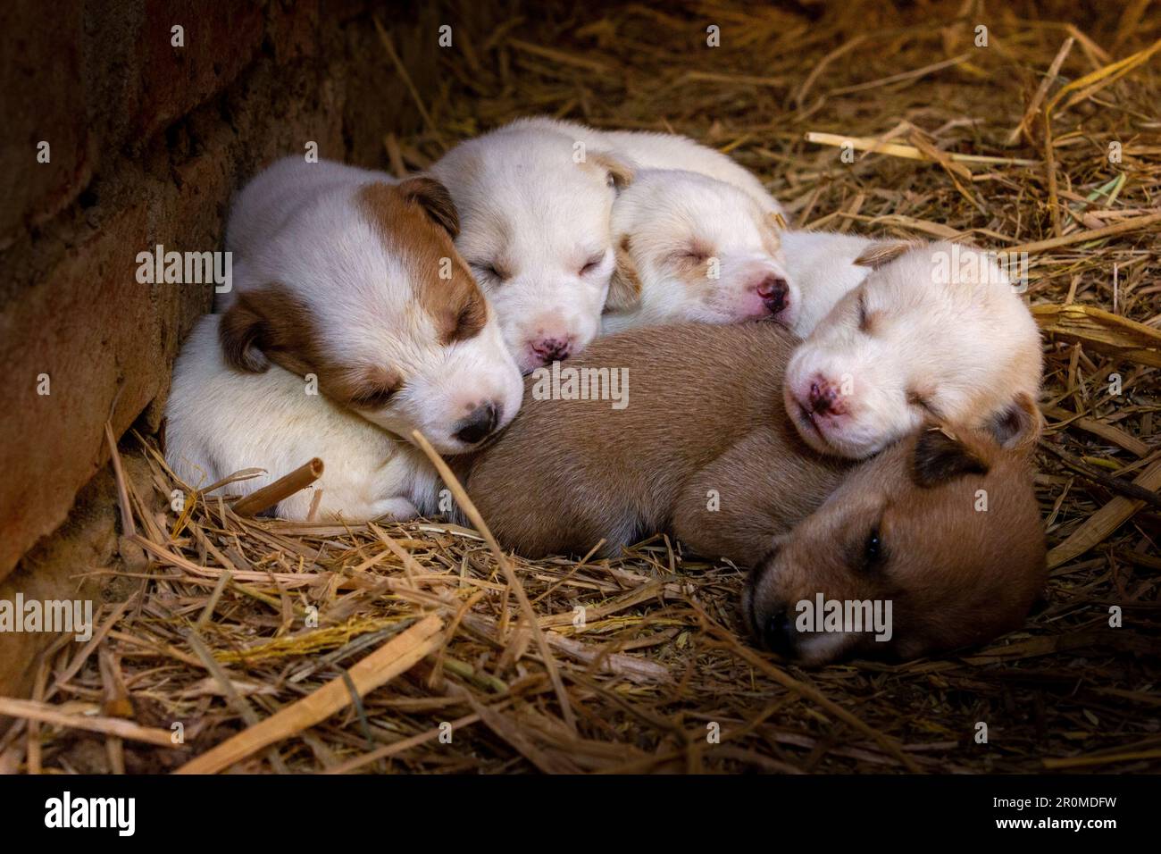 The few day's puppies feels sleepy Stock Photo - Alamy