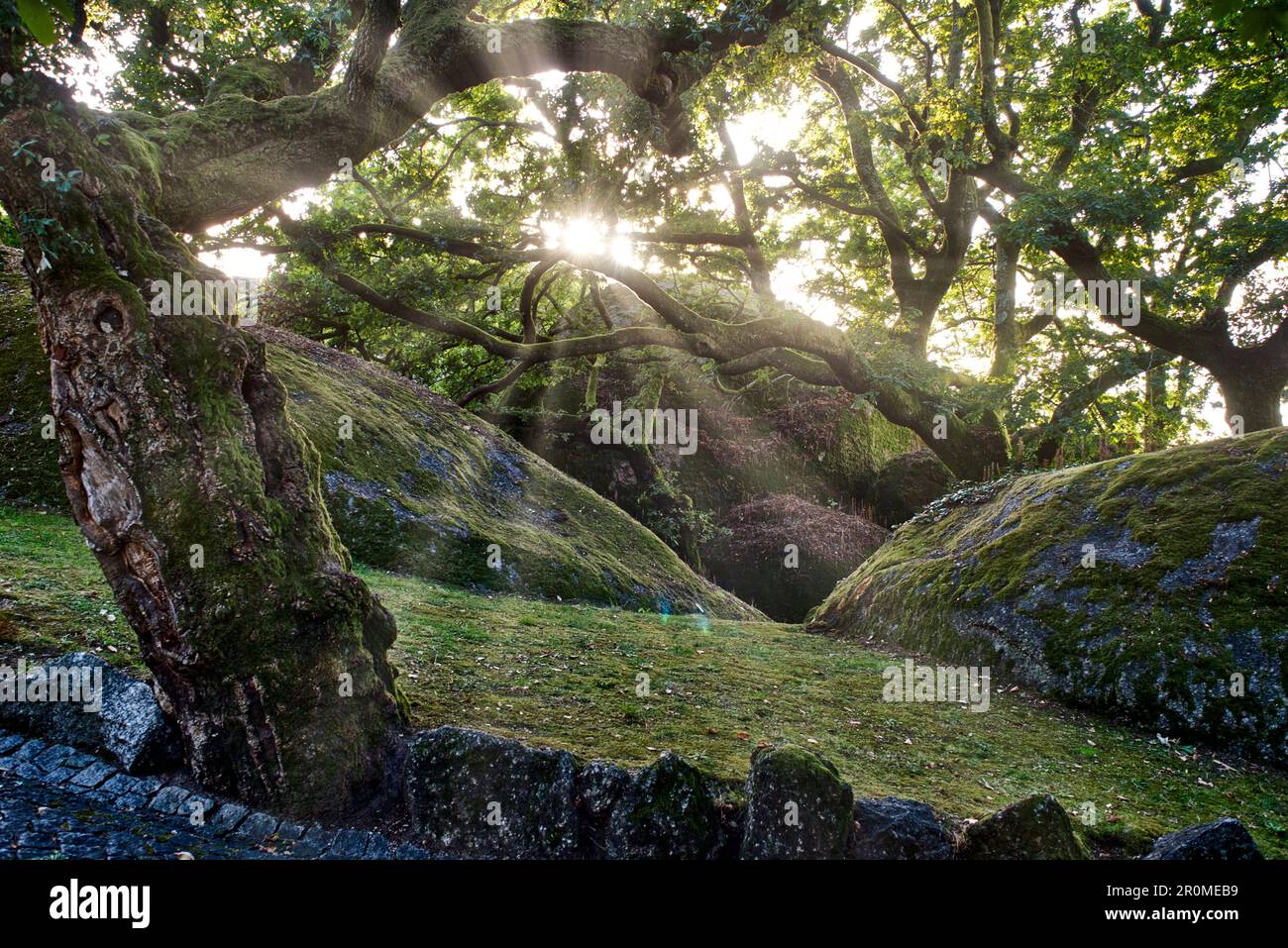 Trees and rocks in the Parque da Pena above Guimarães, Minho, northern ...