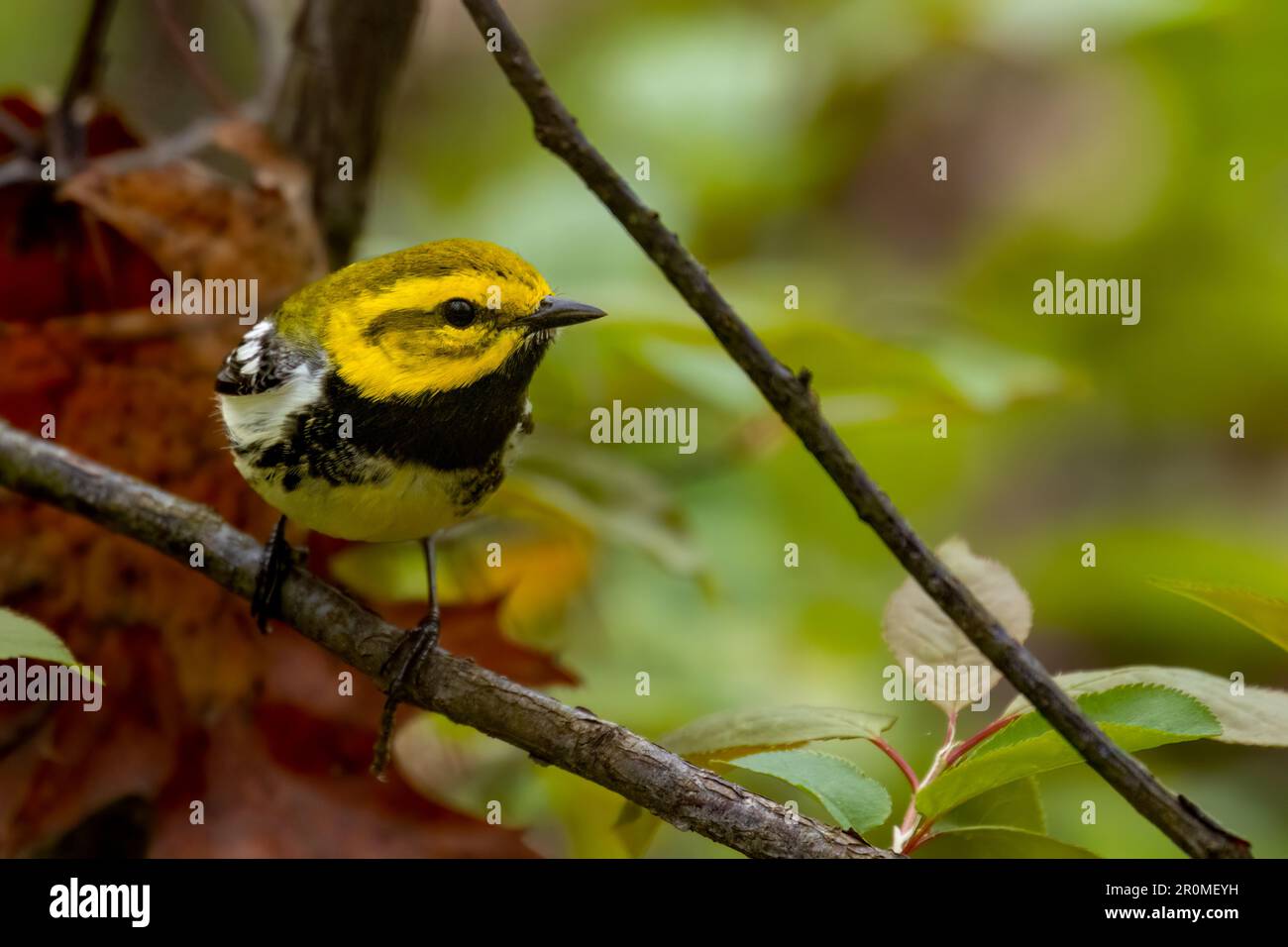 Black-throated Green Warbler Stock Photo - Alamy