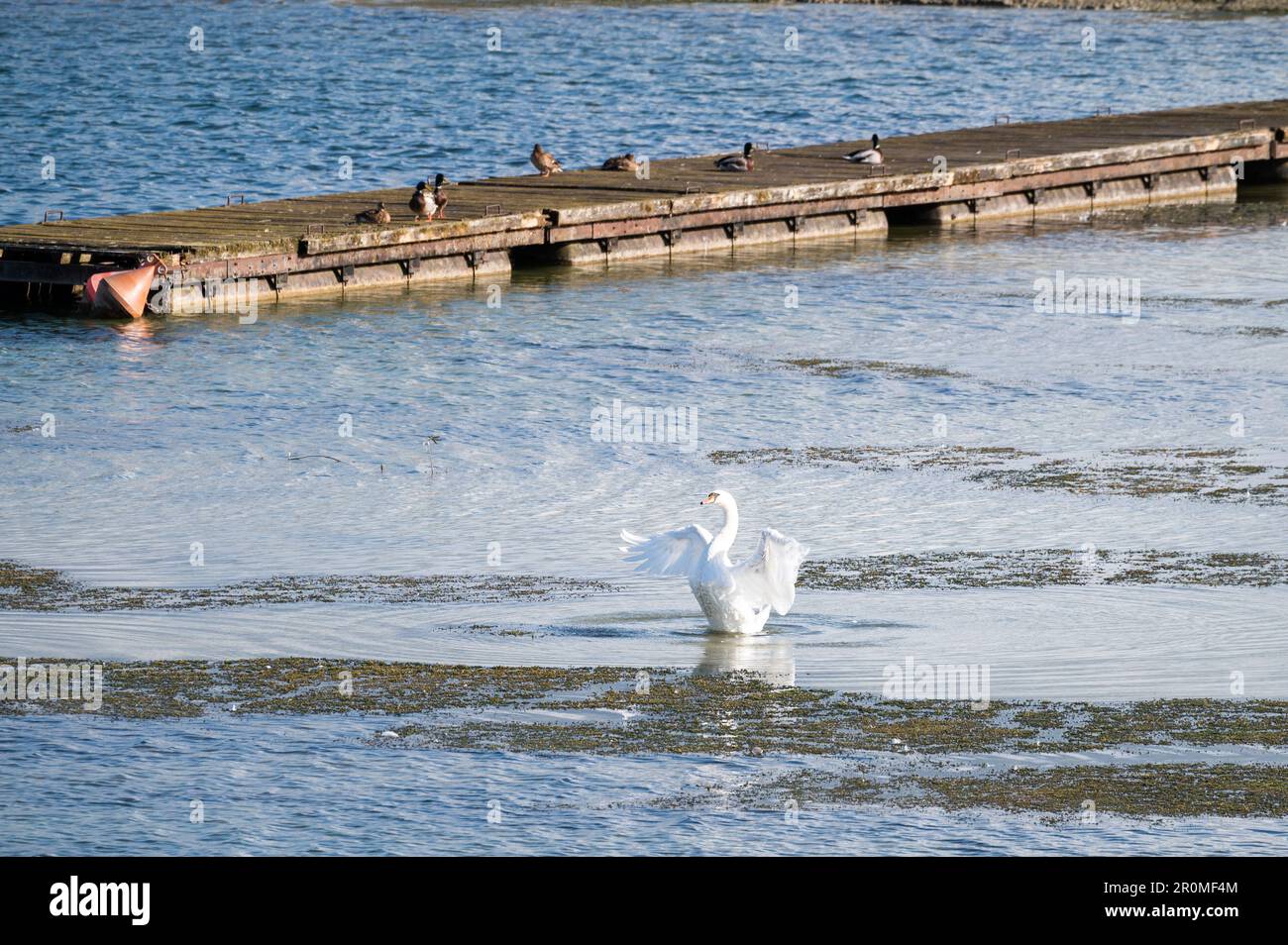 A majestic white swan glides gracefully across a tranquil lake, its ...