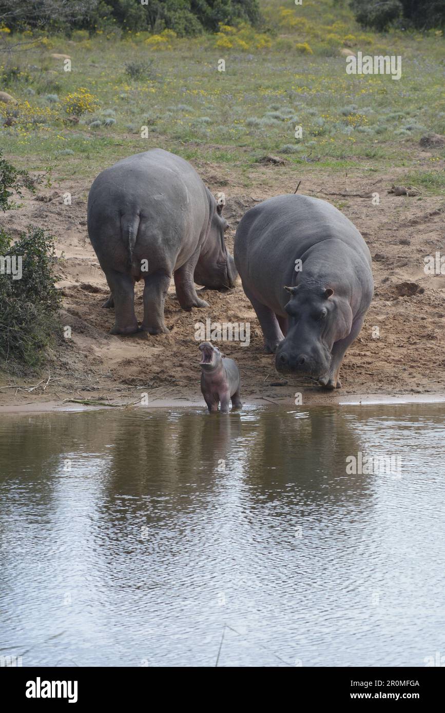 Hippos family in South Africa Stock Photo - Alamy