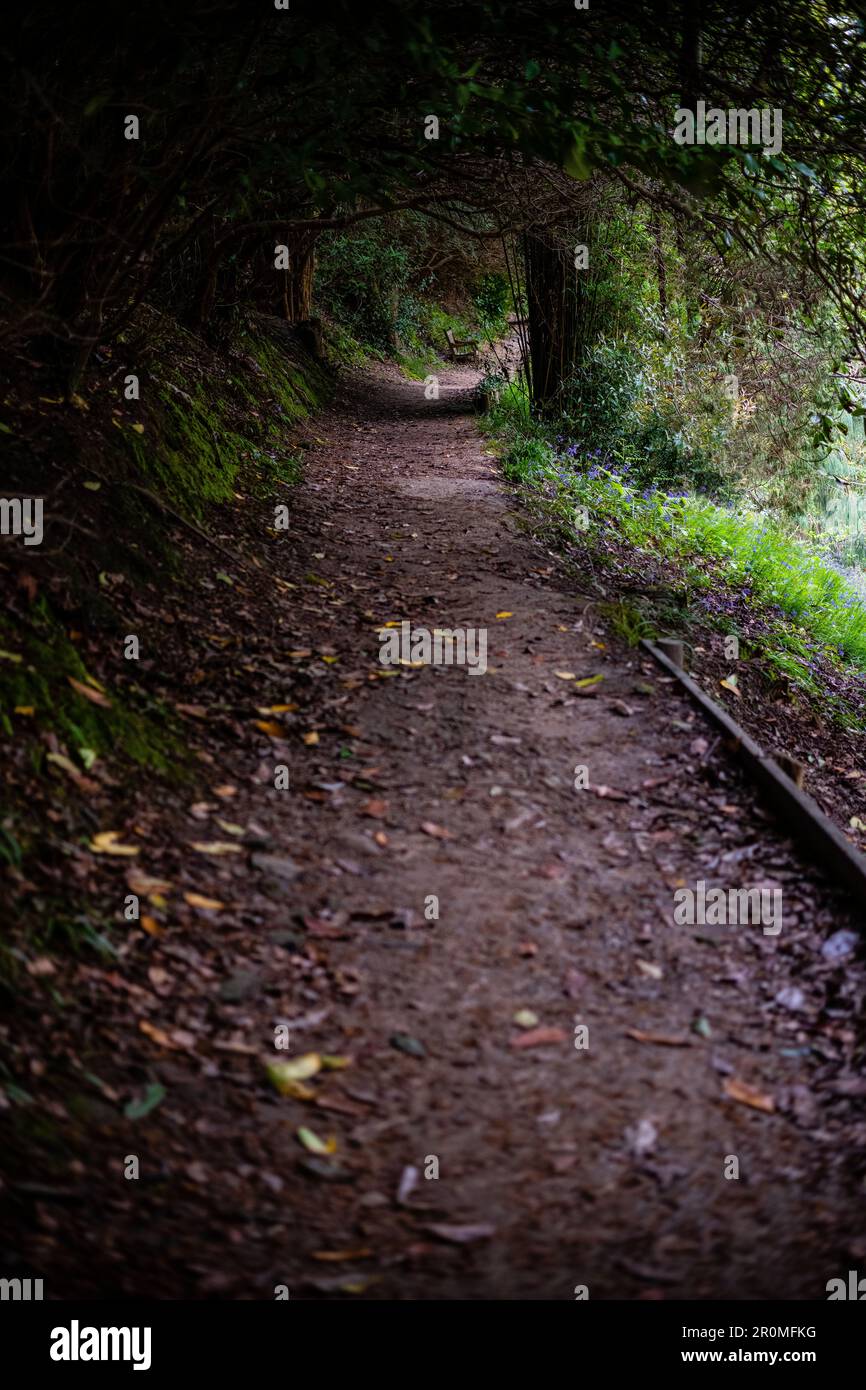 Covered path with Bench, walkway through the trees Stock Photo - Alamy