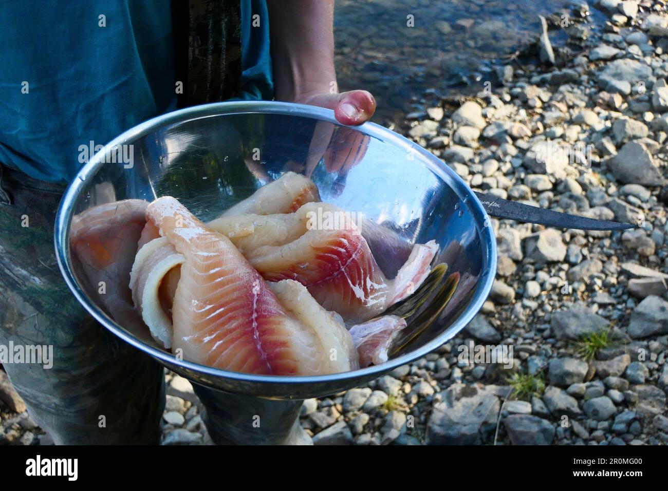 Bowl of fish caught fresh from the Yukon River, ready to grill, Yukon ...