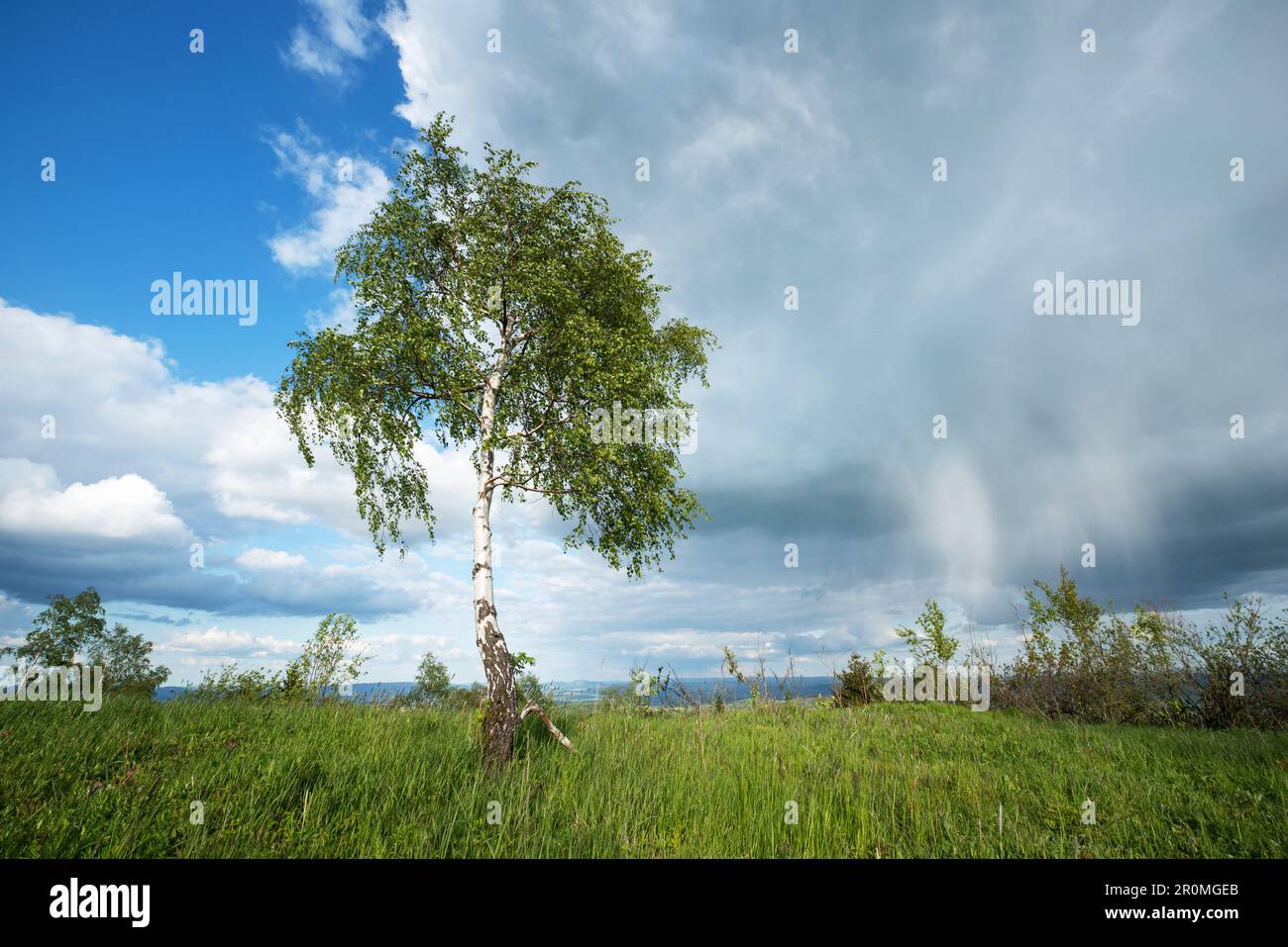 Birch in front of rain cloud, Prussian Velmerstot, North Rhine ...